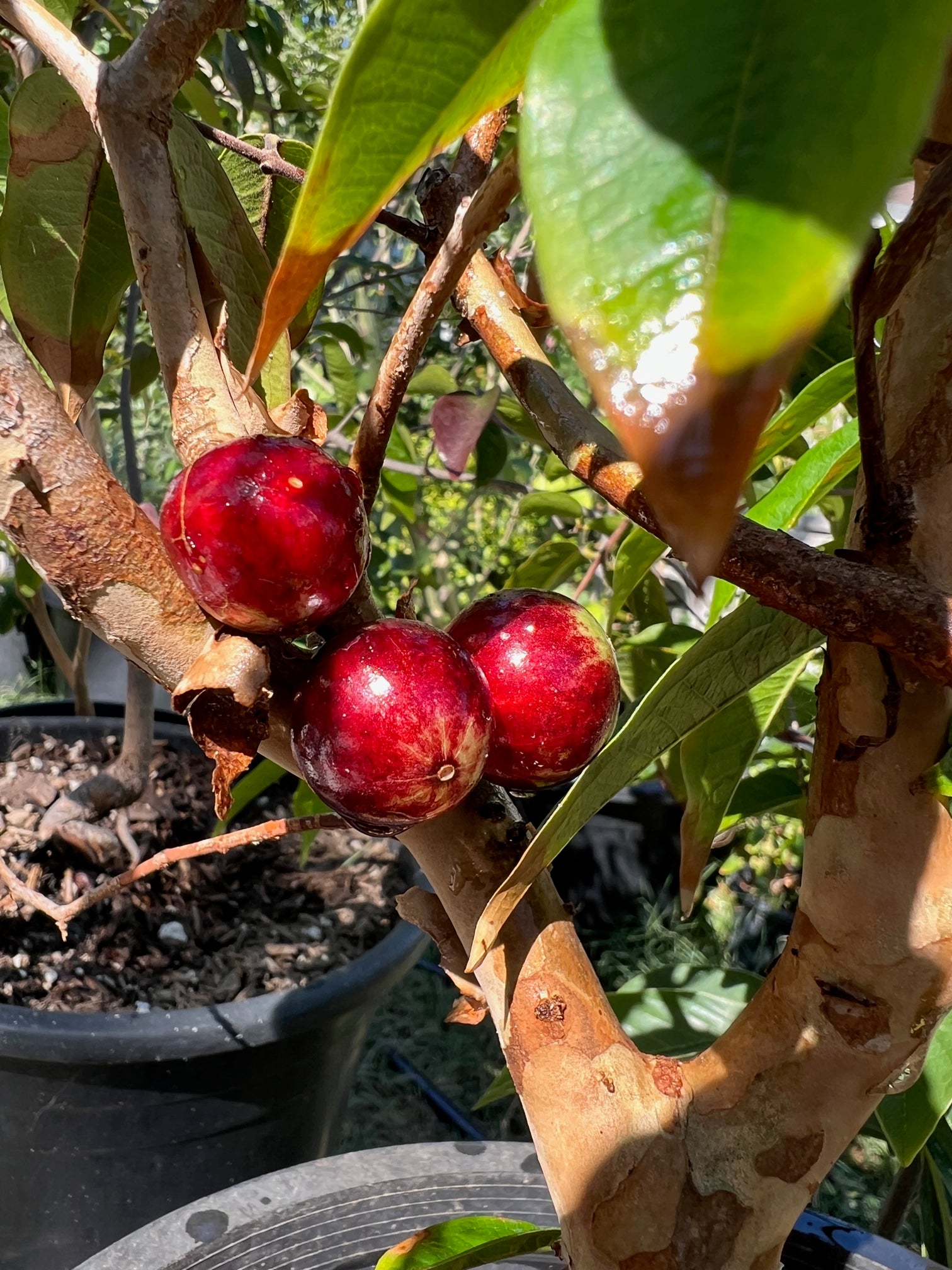 Jaboticaba - Plinia – Nature's Candy Fruit Tree Nursery, LLC